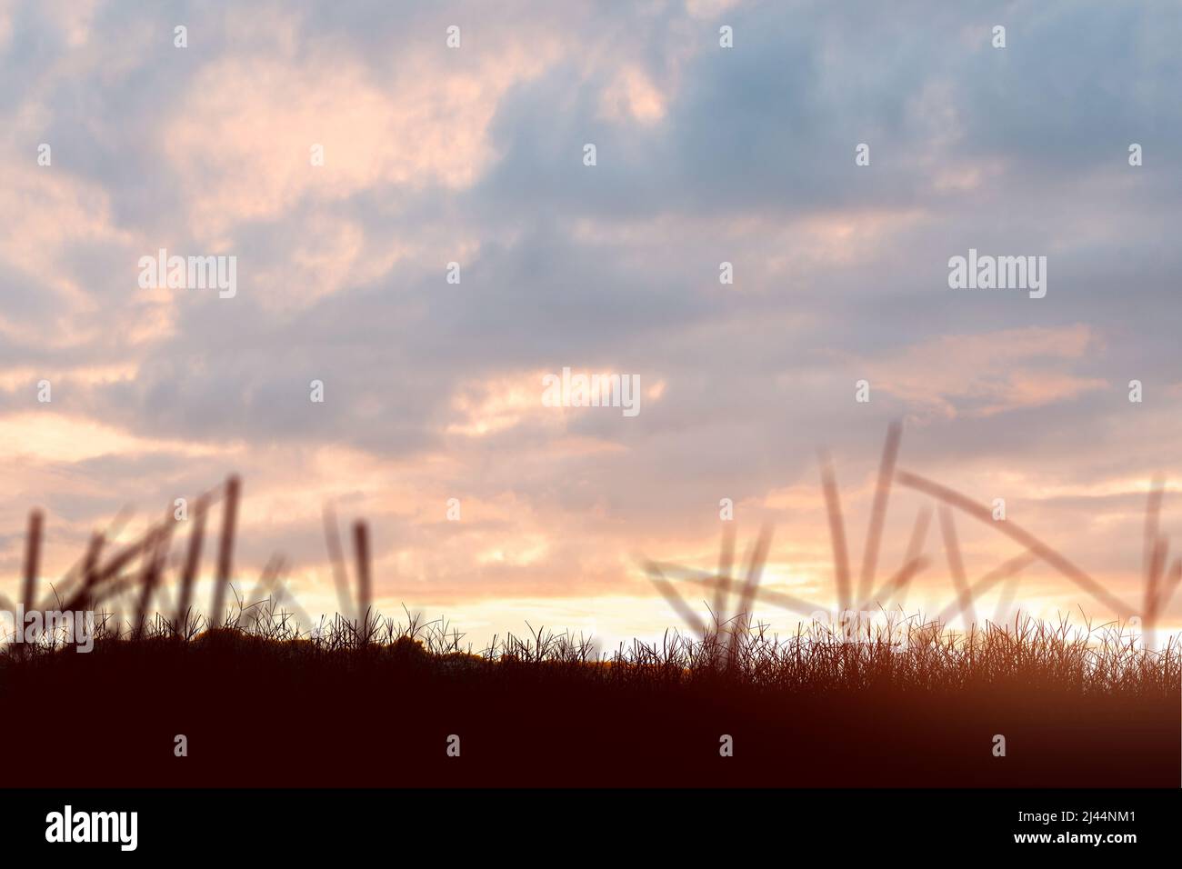Landscape view of the meadow with sunset sky background Stock Photo - Alamy