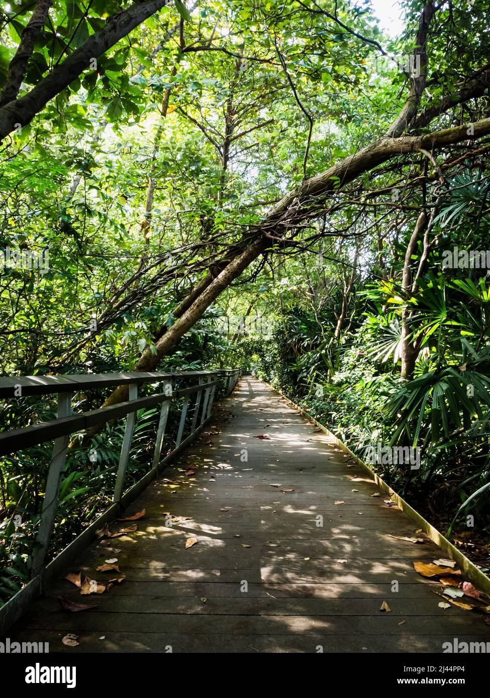 Empty hiking trail in a nature park surrounded by beautiful greenery ...