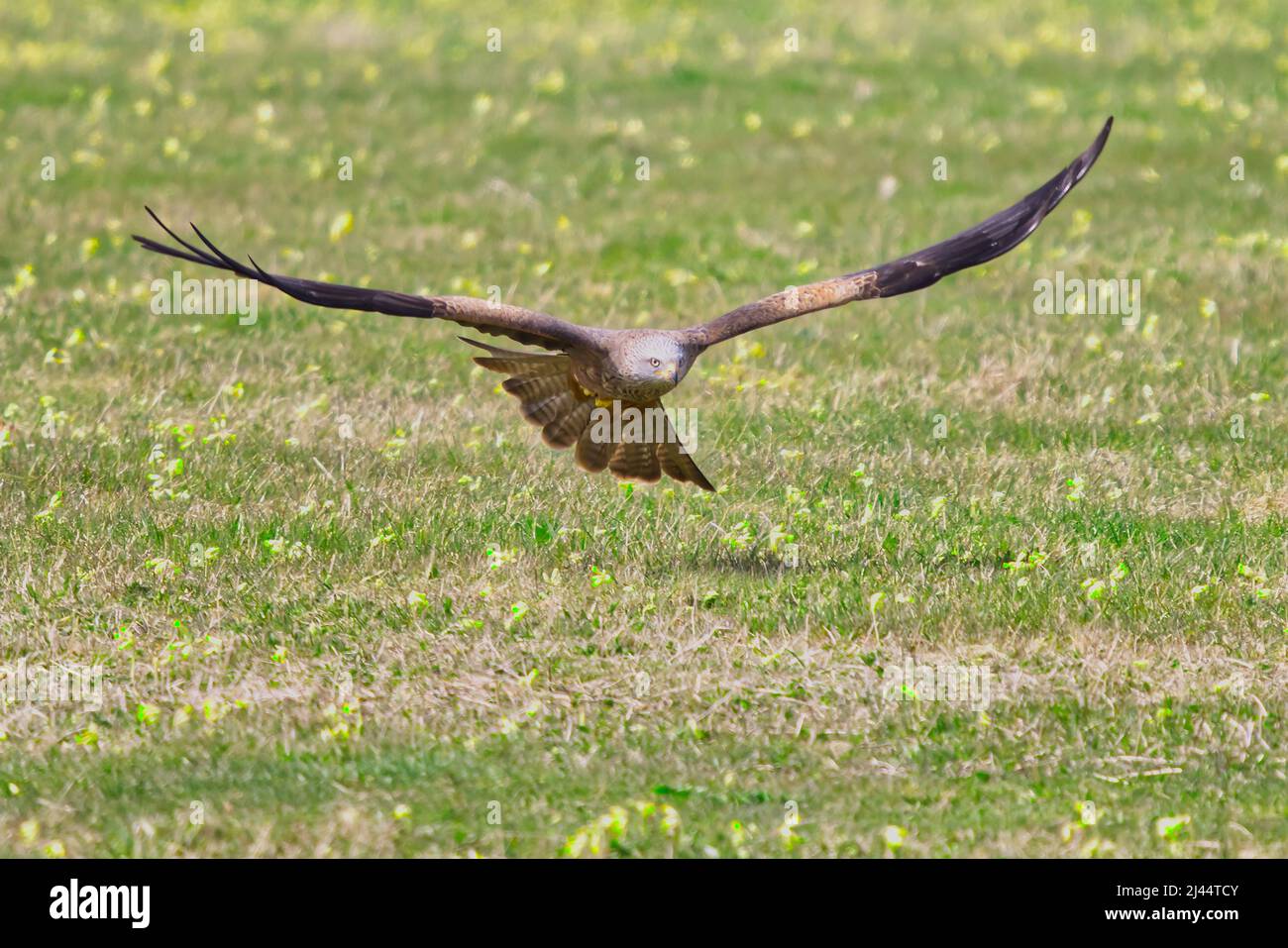 Predator kite bird hi-res stock photography and images - Alamy