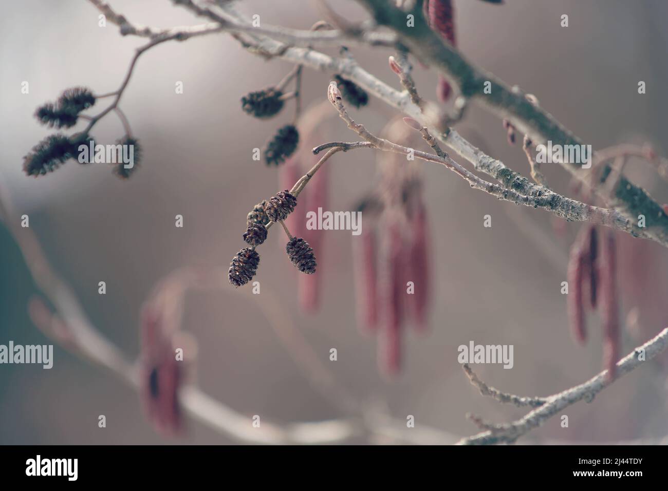 Alder branch with brown cones and pink catkins in spring. Alnus ...
