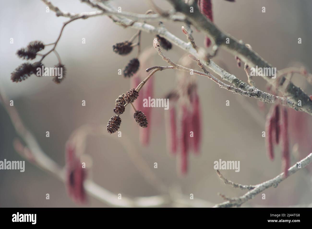 Alder branch with brown cones and pink catkins in spring. Alnus ...