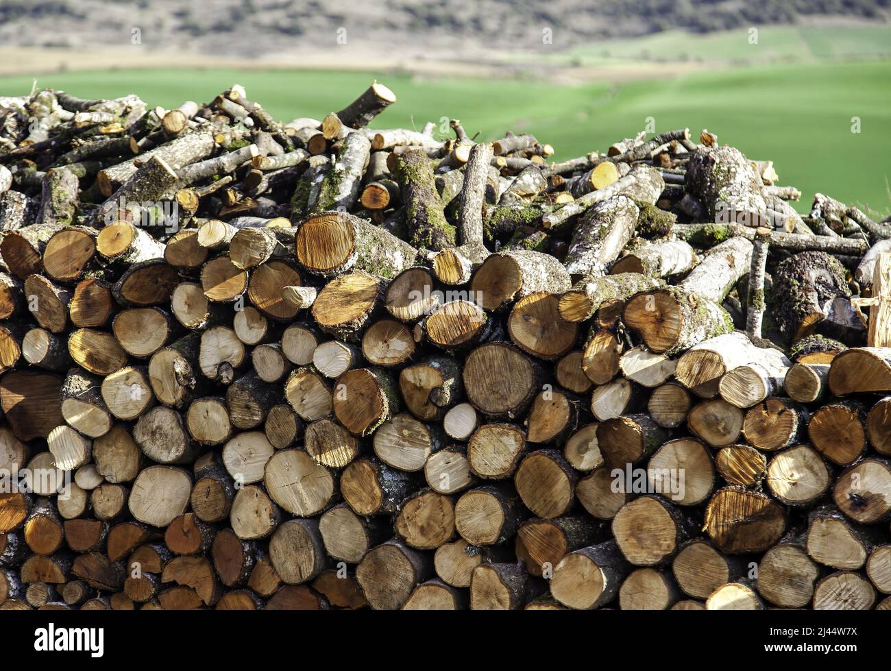 Detail of lumber industry, deforestation and destruction of the ...