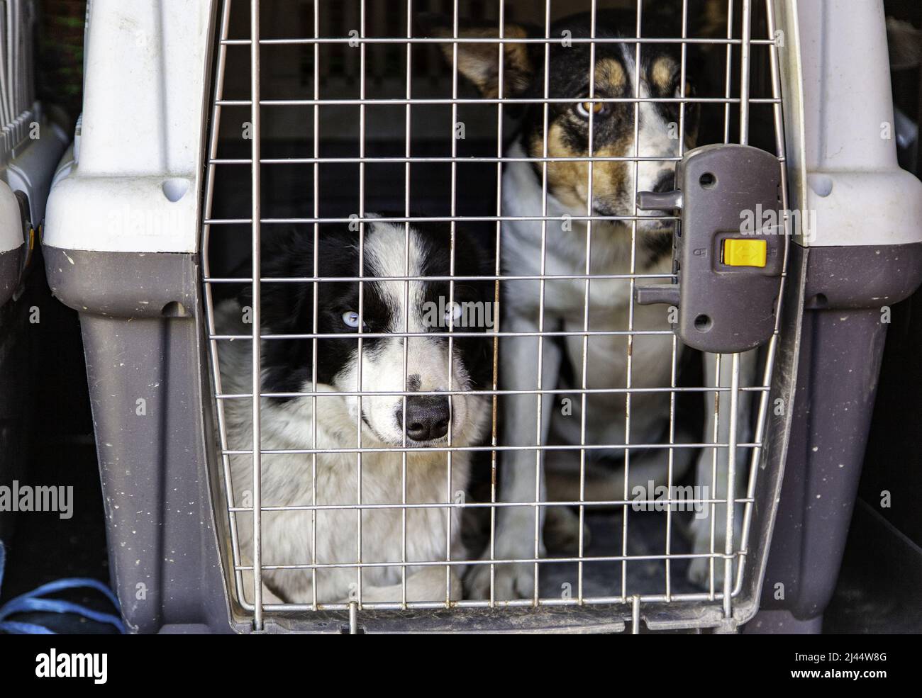 Detail of transport for sheepdogs, pets Stock Photo - Alamy