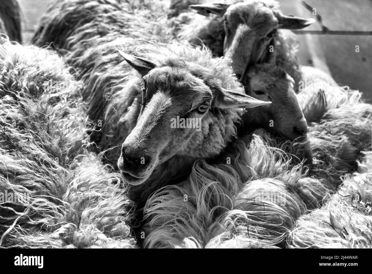 Detail of a group of sheep in an old animal farm Stock Photo - Alamy