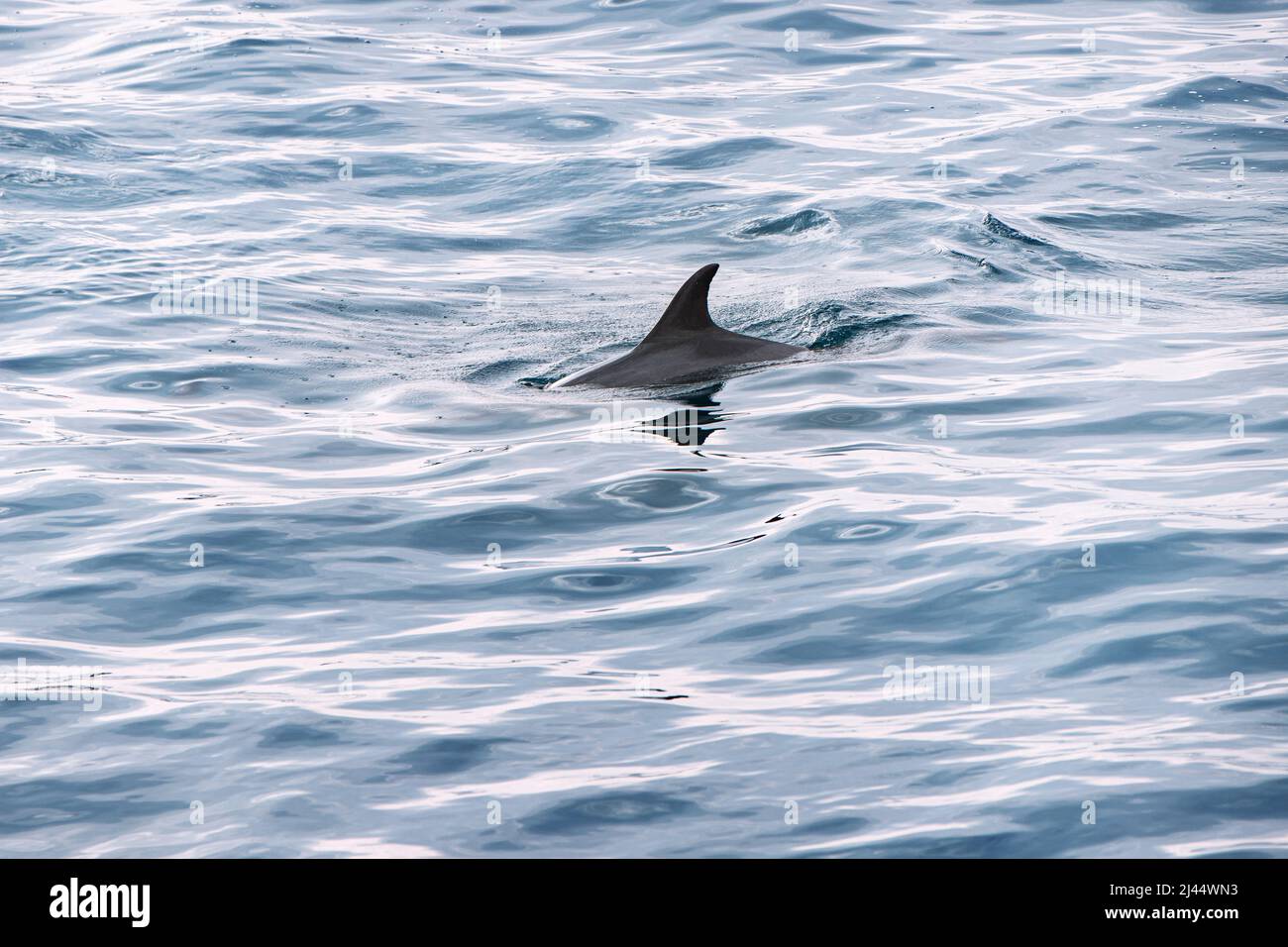 dolphin fin appeared in the sea water Stock Photo - Alamy