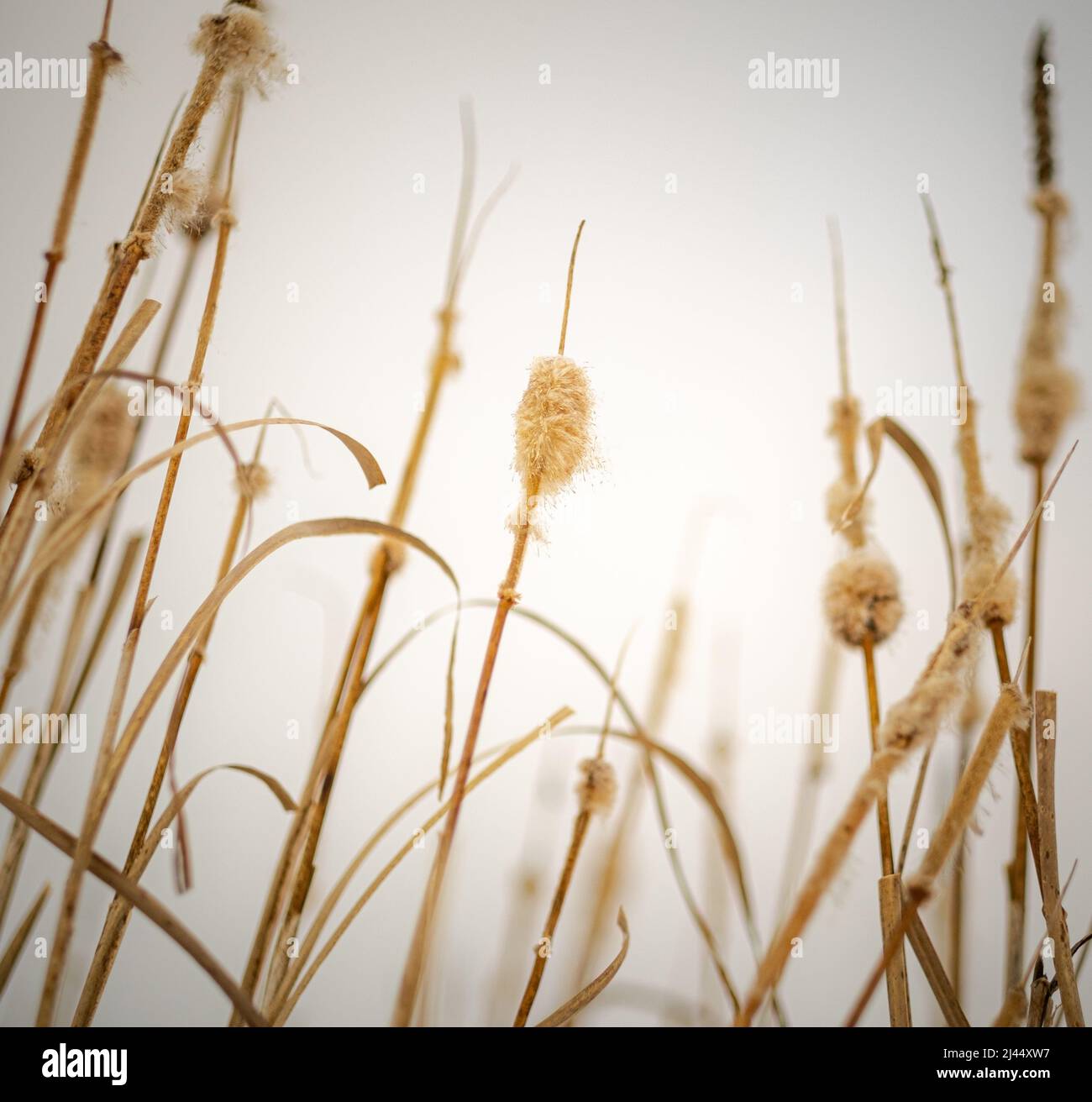 Bullrush swamp hi-res stock photography and images - Alamy