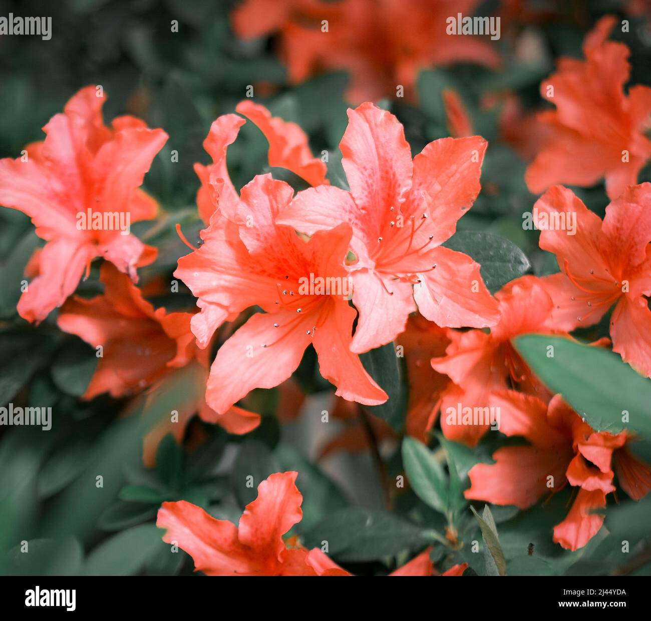 A pink flowers of azalea rhododendron close-up colored Stock Photo - Alamy