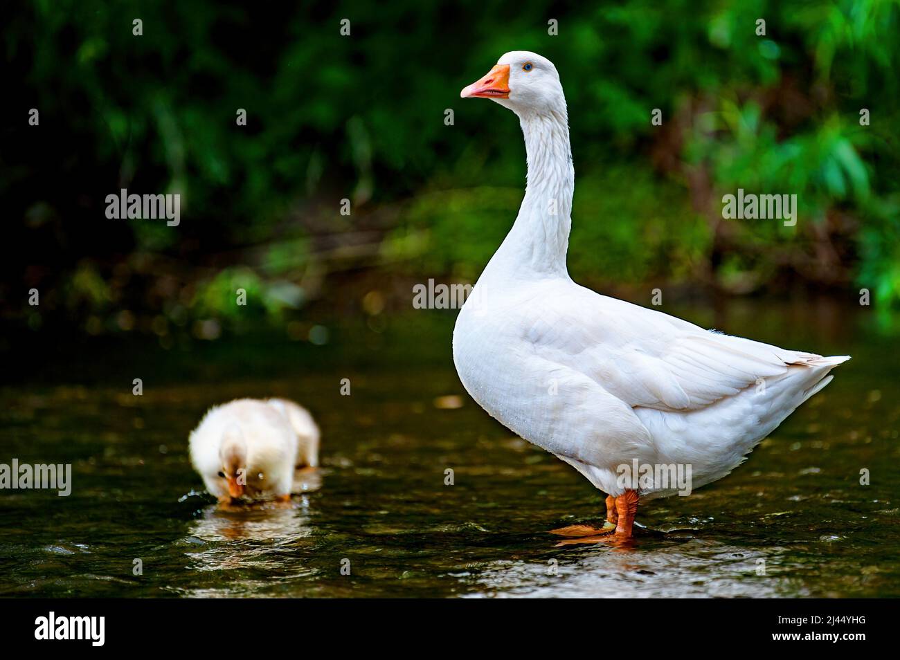 Goose with gosling on the shore river in the springtime. Farm animals ...
