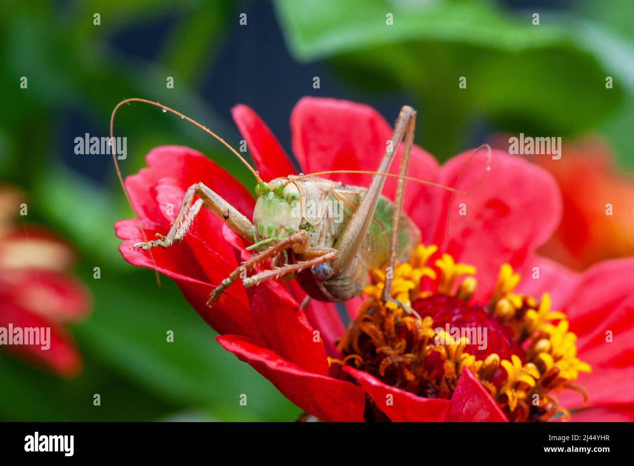 Locust. Grass Hopper. A differential grasshopper hanging out in a ...