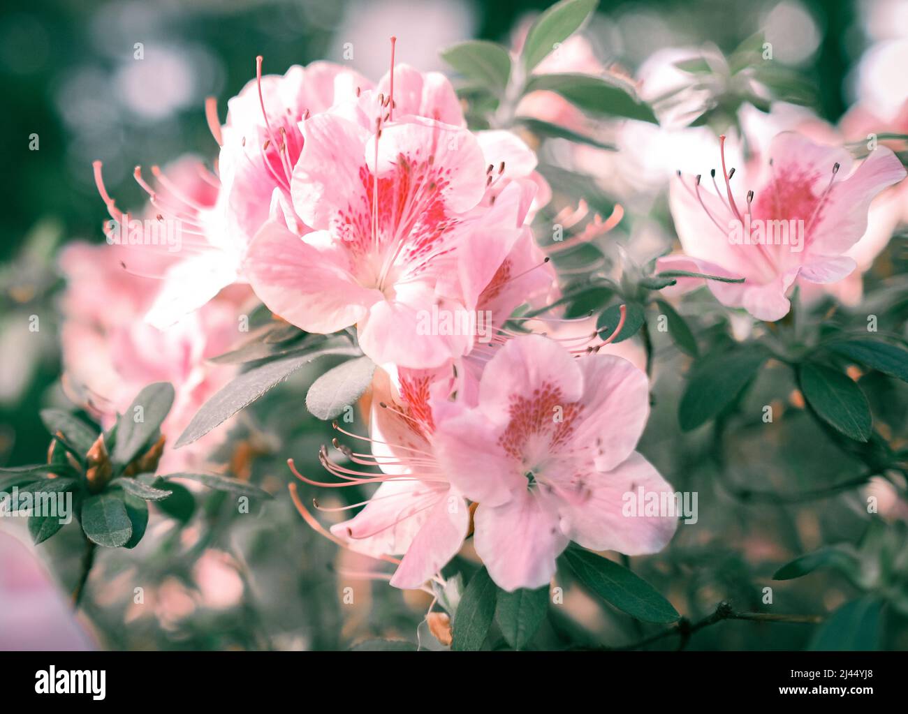 A pink flowers of azalea rhododendron close-up colored Stock Photo - Alamy