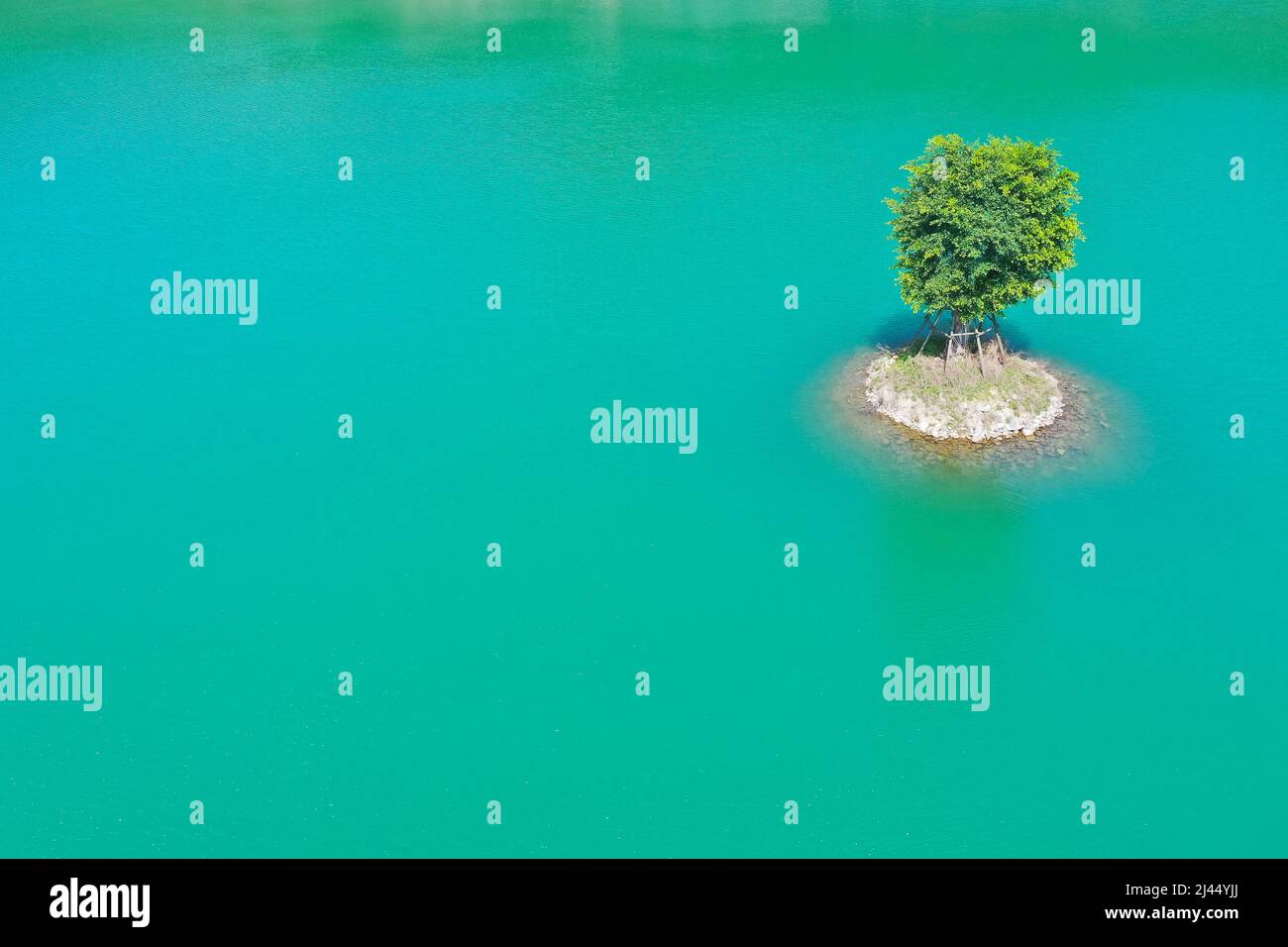 FUQING, CHINA - APRIL 6, 2022 - A tree stands alone in the release pond at Wanfu Temple in ...