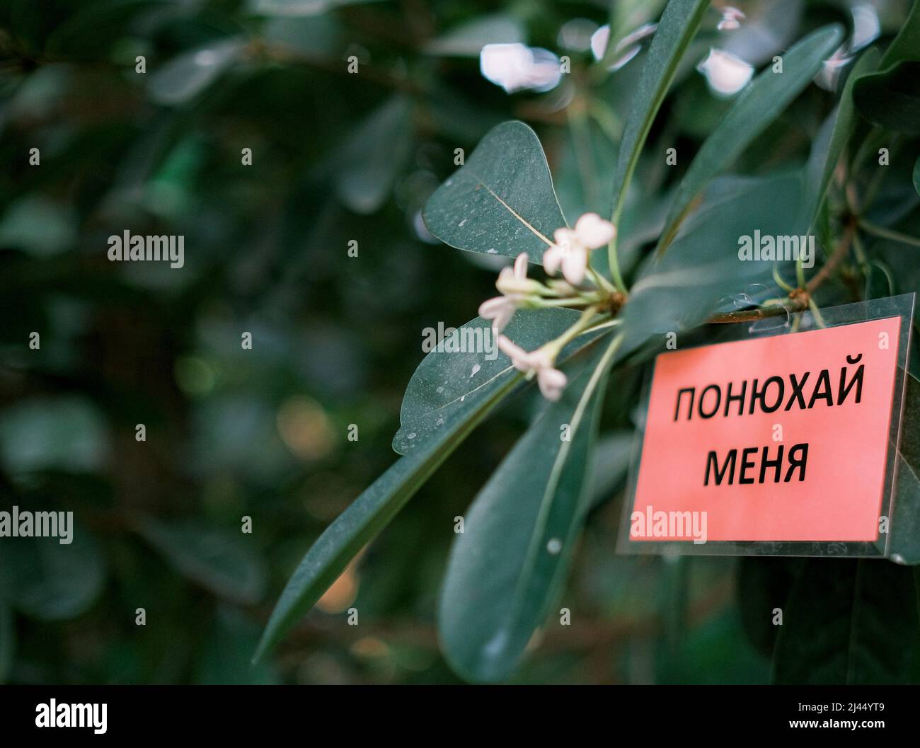 White flowers and note in Russian SMELL ME colored Stock Photo - Alamy