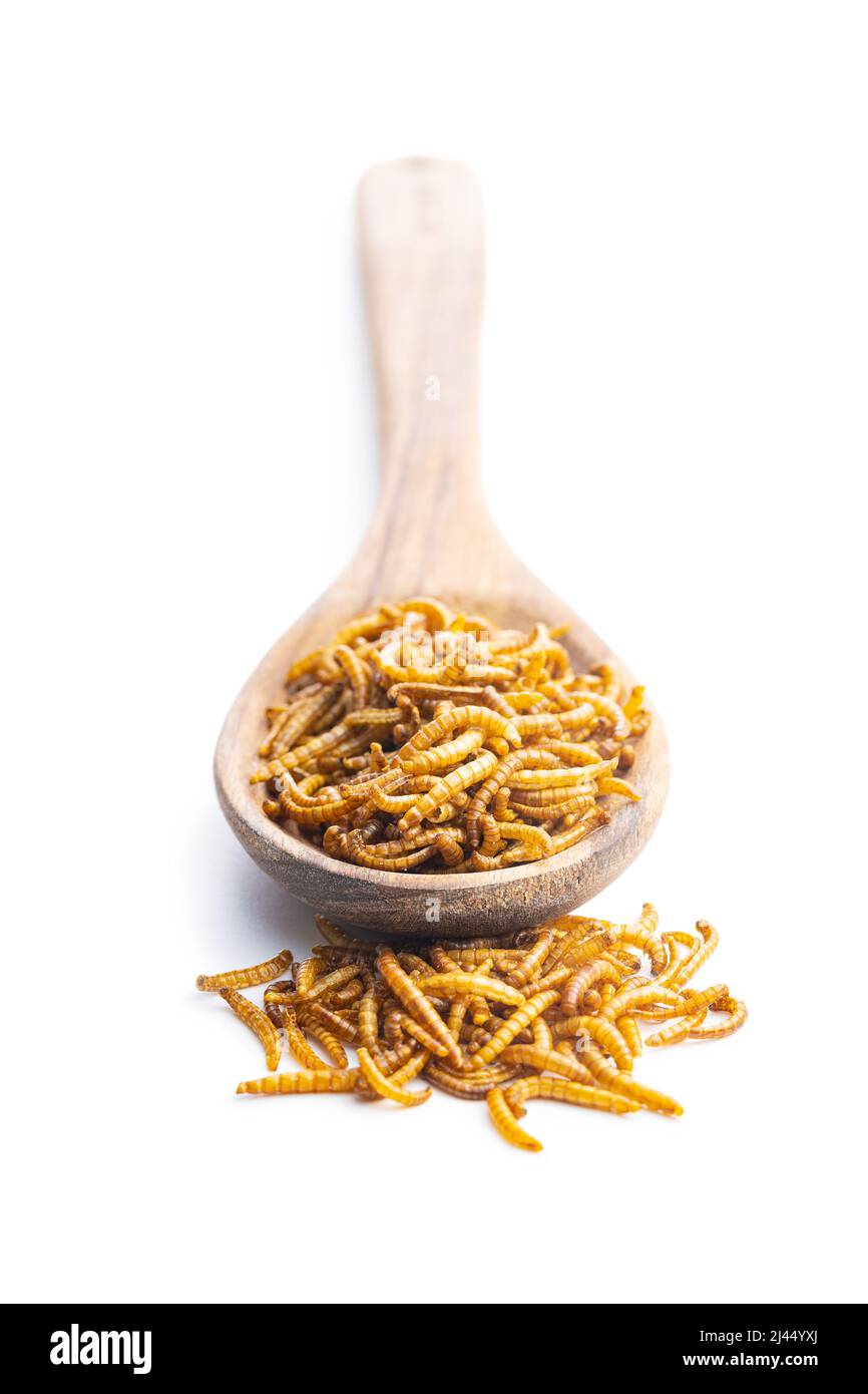 Fried salty worms in wooden spoon. Roasted mealworms isolated on white ...