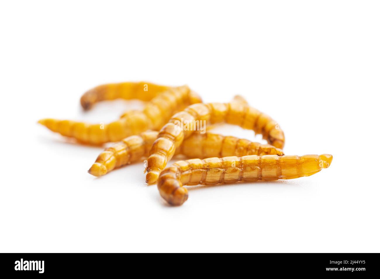 Fried salty worms. Roasted mealworms isolated on white background Stock ...