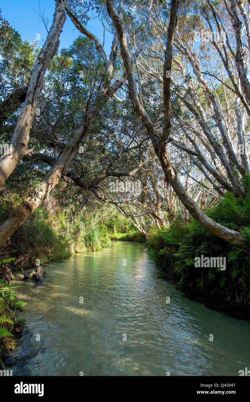 The tranquil waters of Eli Creek on Fraser Island, Queensland ...