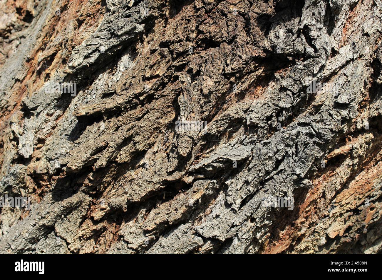 Detail of the trunk of a fifty-year-old Salix babylonica tree ...
