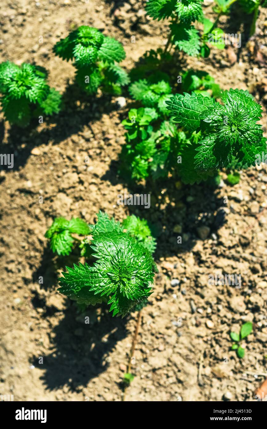 Common nettles view in the garden. Green color Stock Photo - Alamy