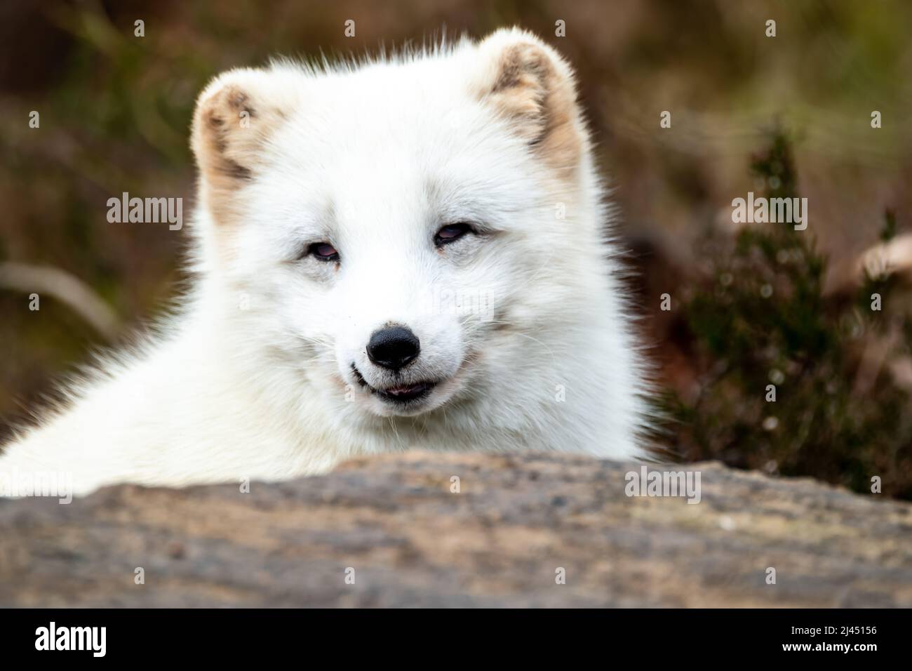 White arctic fox resting in the wilderness Stock Photo - Alamy