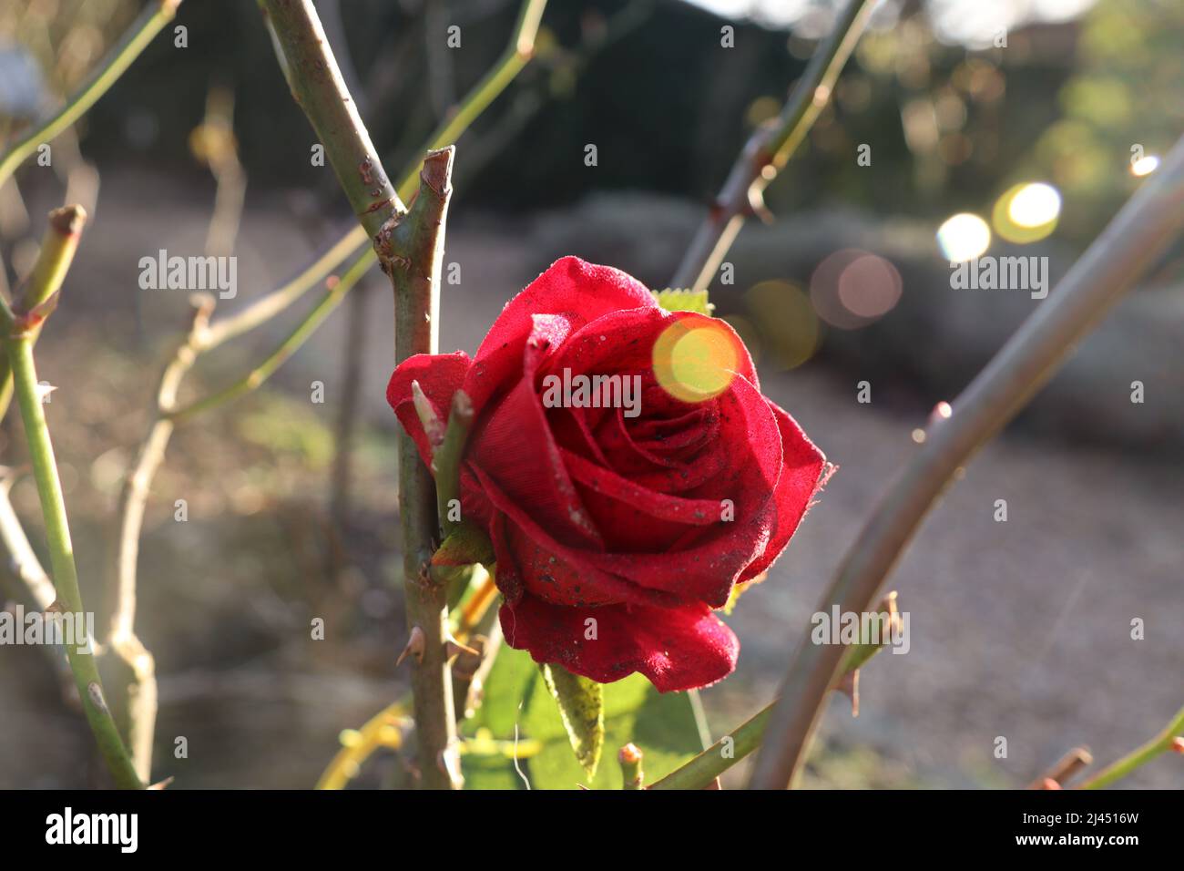 Lens flare on red rose in garden Stock Photo - Alamy