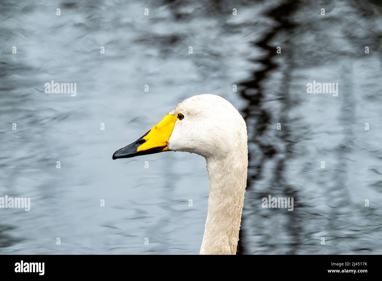Tundra Swan - Cygnus bewickii swimming on lake in County Donegal ...