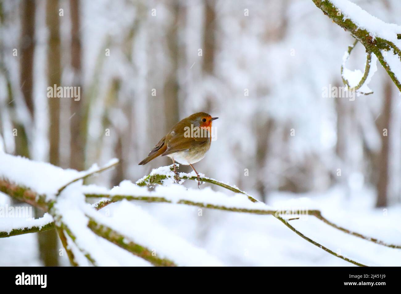 Robin on a snowy branch in the woods Stock Photo - Alamy