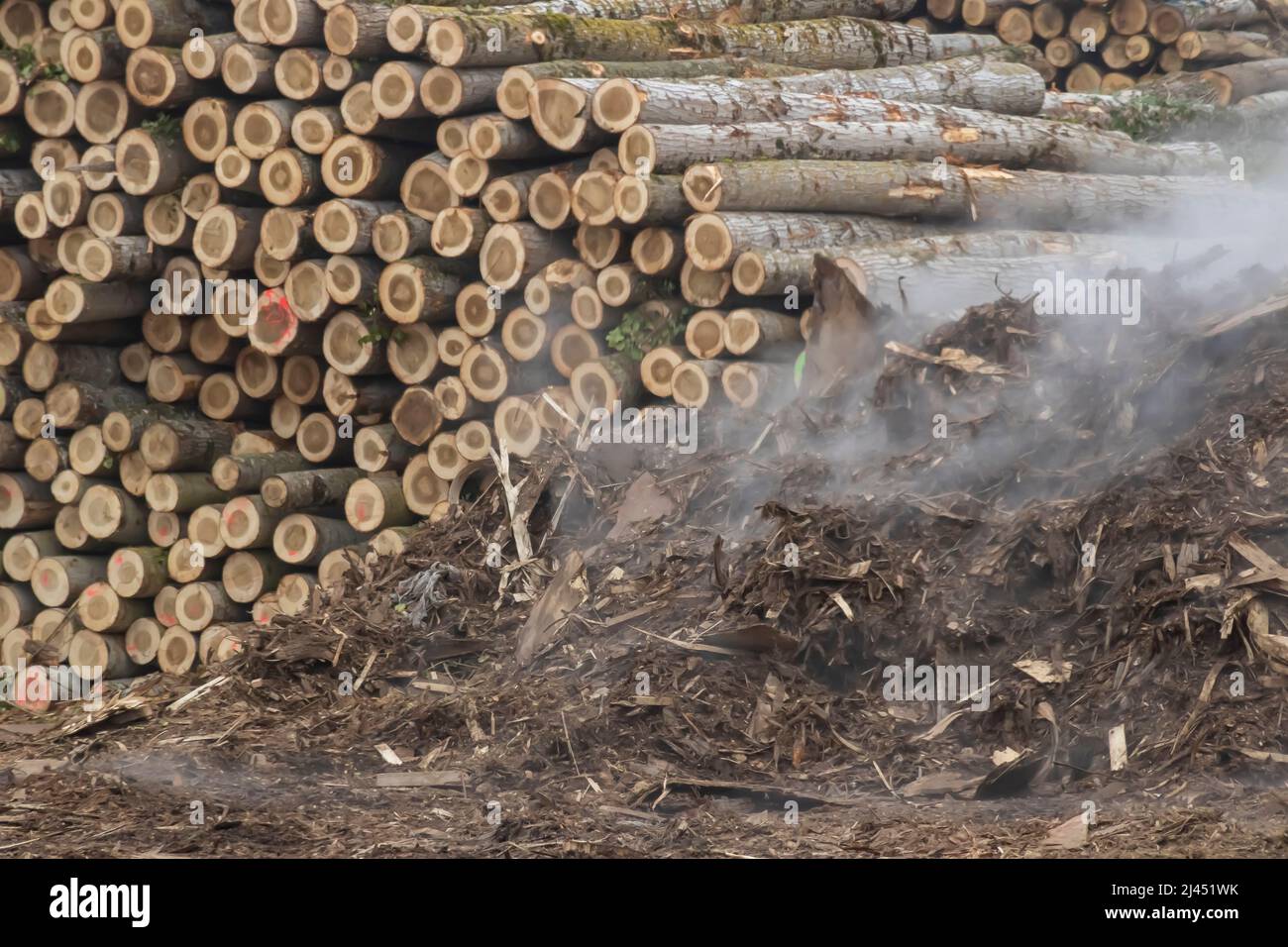 Pine forest harvesting machine hi-res stock photography and images - Alamy