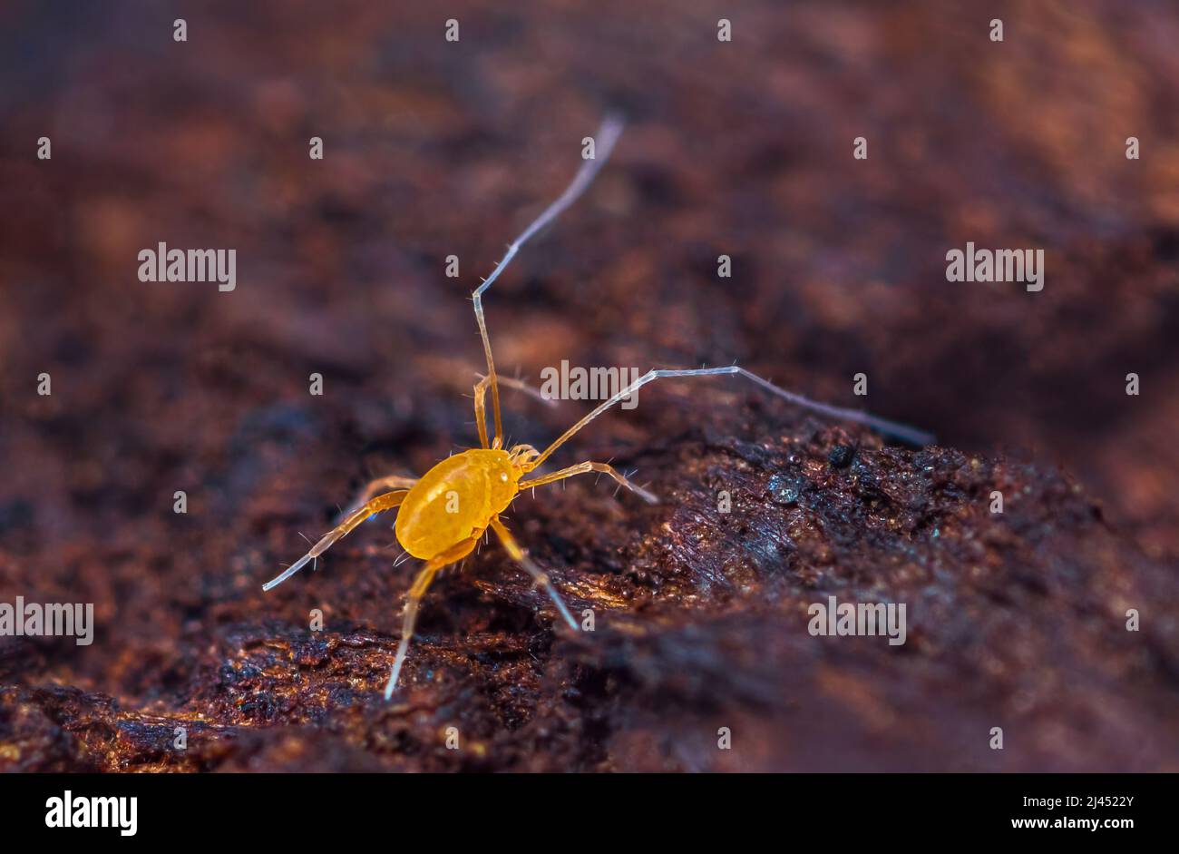 Linopode - linopodes motatorius, a really small creature of mites you ...