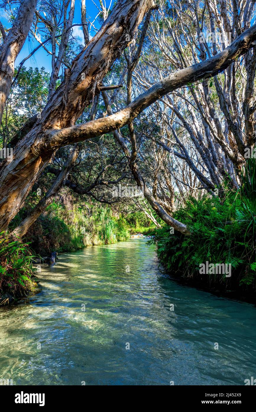 The tranquil waters of Eli Creek on Fraser Island, Queensland ...