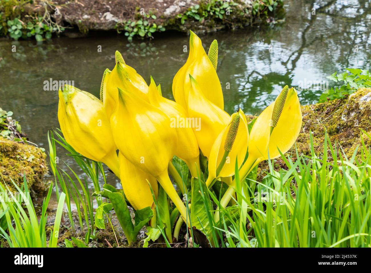 yellow stinky plant Lysichiton americanus known as Skunk Cabbage, Swamp ...