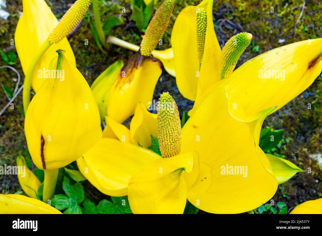 yellow stinky plant Lysichiton americanus known as Skunk Cabbage, Swamp ...