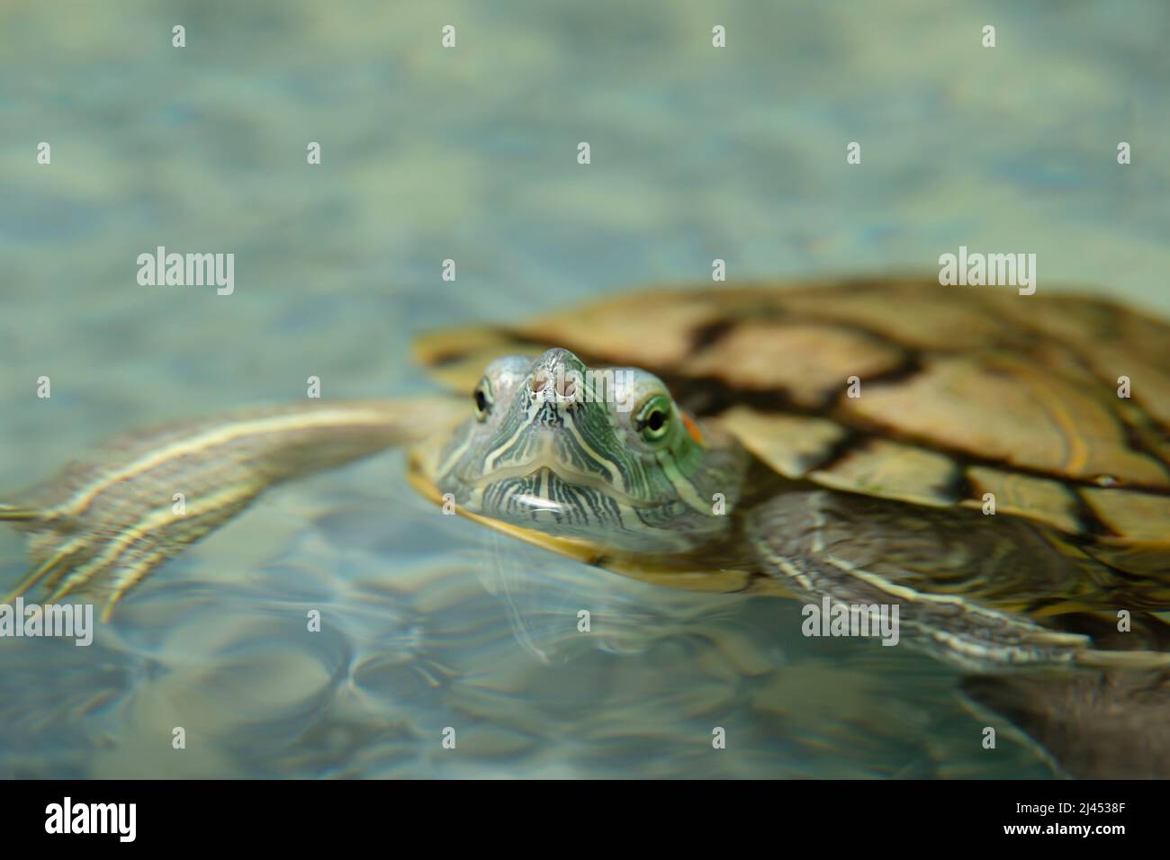 Domestic turtle close-up. A domestic red-eared turtle in an aquarium ...