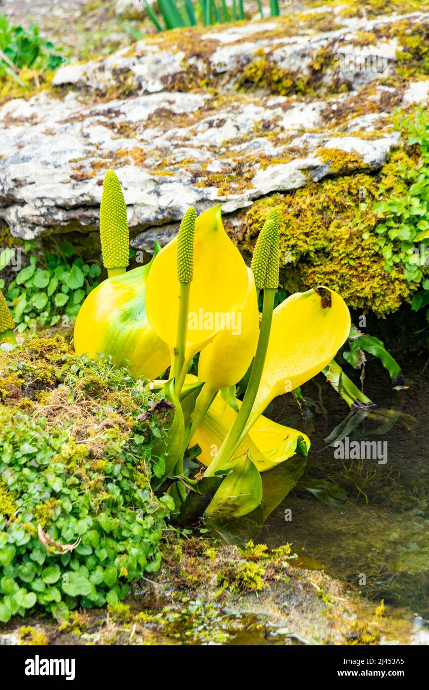 yellow stinky plant Lysichiton americanus known as Skunk Cabbage, Swamp ...
