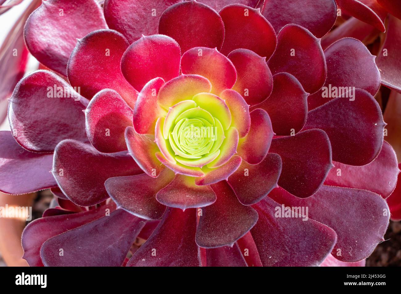 Aeonium arboreum, the tree aeonium, tree houseleek, or Irish rose, is a ...