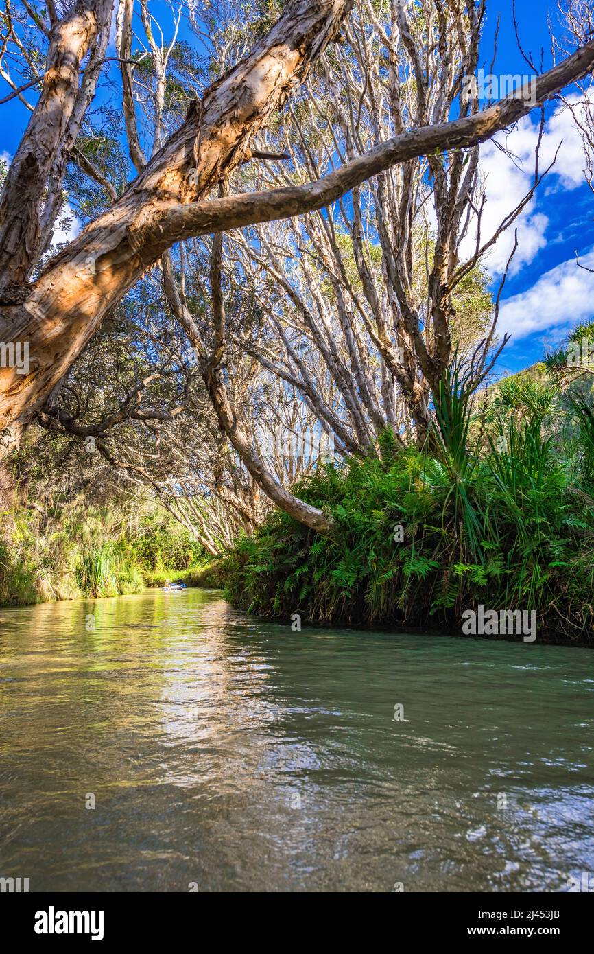 The tranquil waters of Eli Creek on Fraser Island, Queensland ...