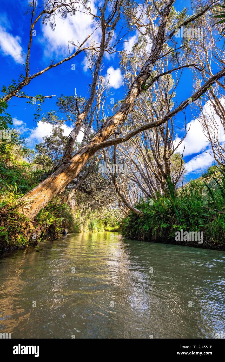 The tranquil waters of Eli Creek on Fraser Island, Queensland ...
