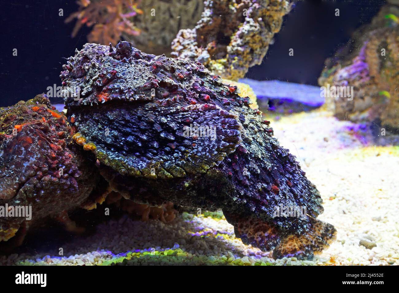 Steinfisch (Synanceia verrucosa), Aquarium,Ozeanographisches Museum ...