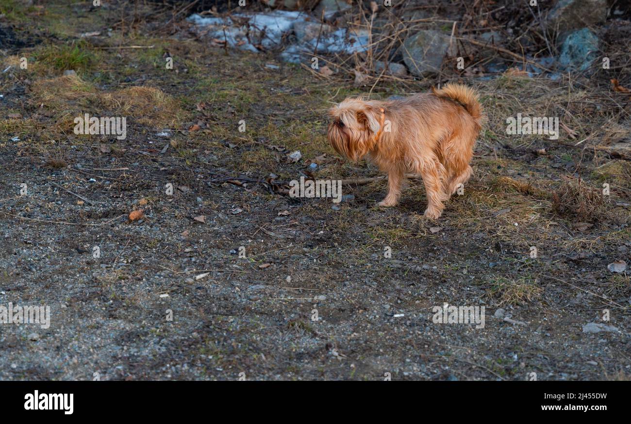 Clean up after your dog's poo. Cute griffon feces. Guessing is not ...