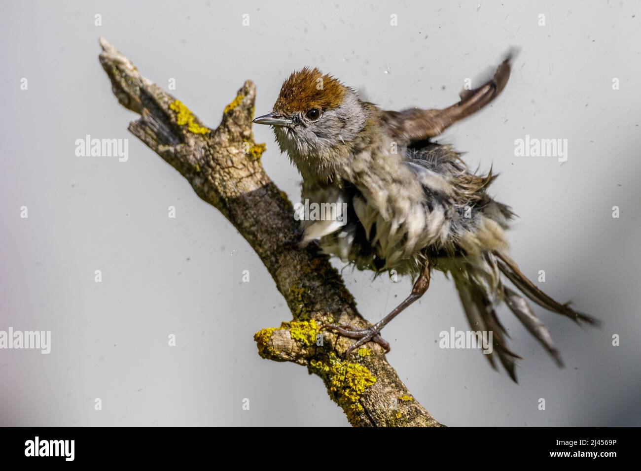 Sylvia atricapilla weiblich hi-res stock photography and images - Alamy