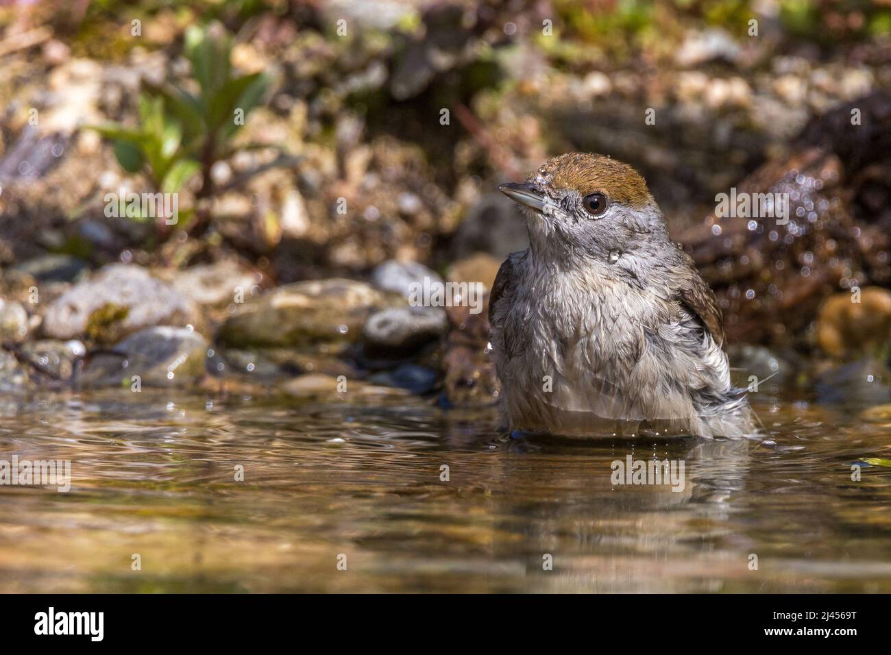Sylvia atricapilla weiblich hi-res stock photography and images - Alamy
