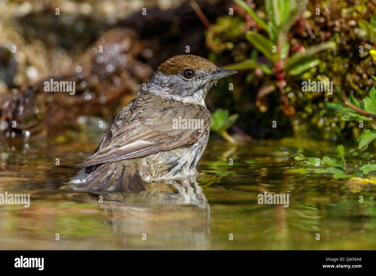 Sylvia atricapilla weiblich hi-res stock photography and images - Alamy