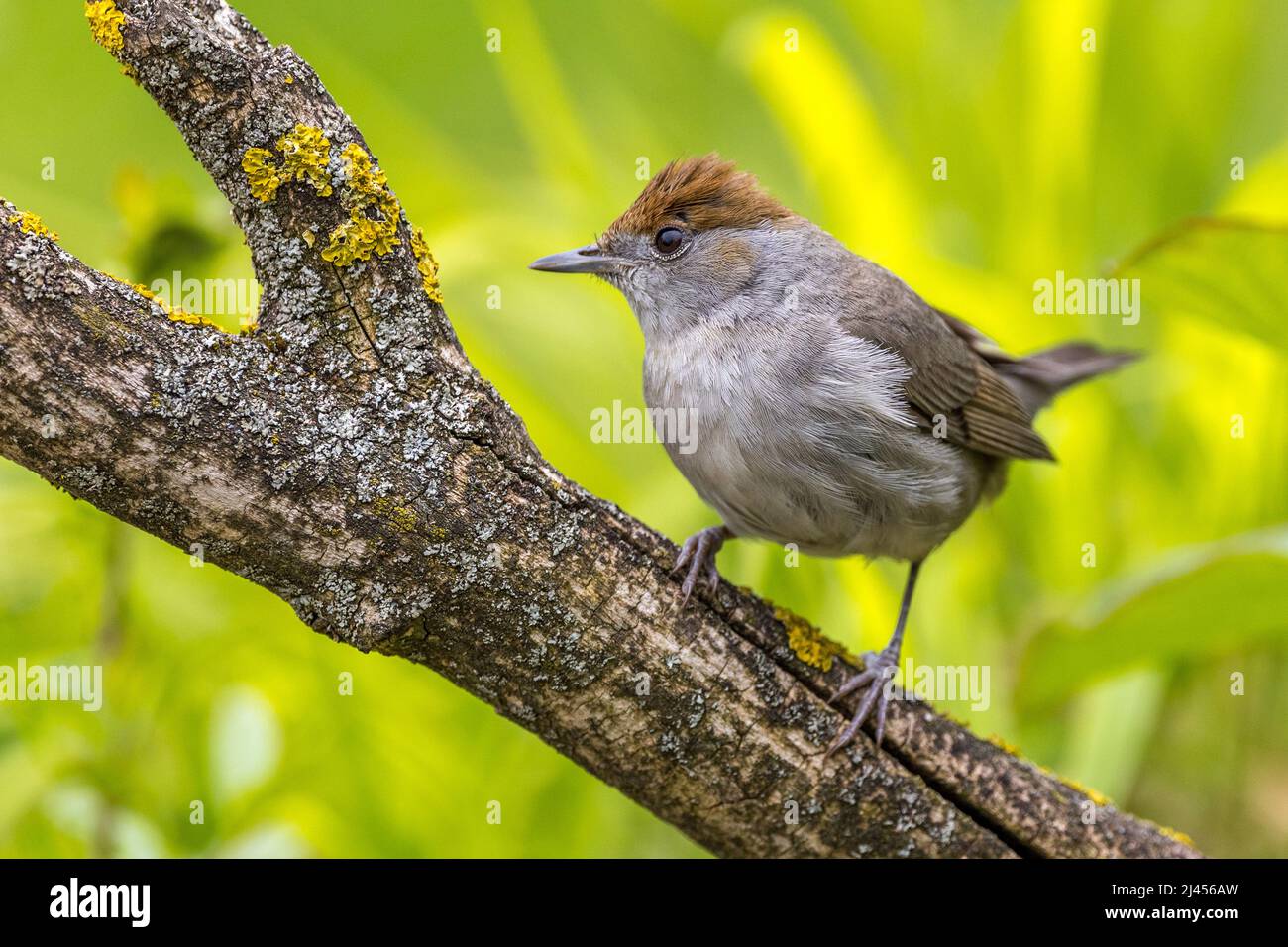 Mönchsgrasmücke (Sylvia atricapilla) Weibchen Stock Photo - Alamy