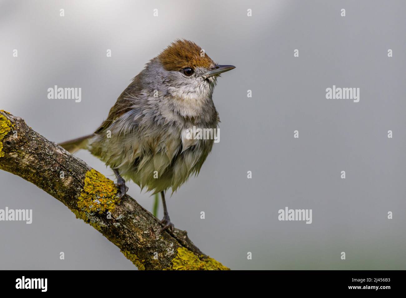 Sylvia atricapilla weiblich hi-res stock photography and images - Alamy