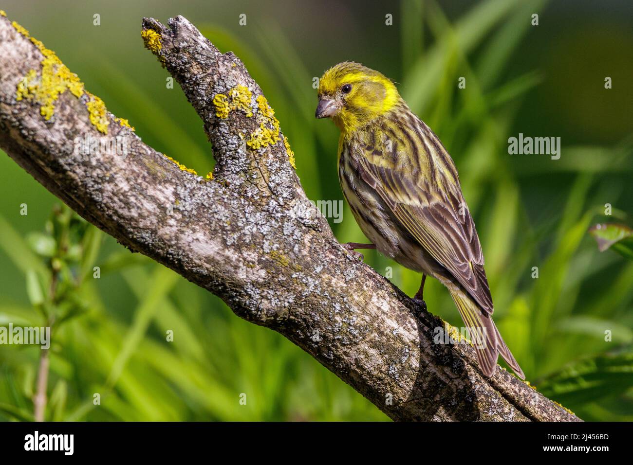 Girlitz (Serinus serinus) Männchen Stock Photo - Alamy