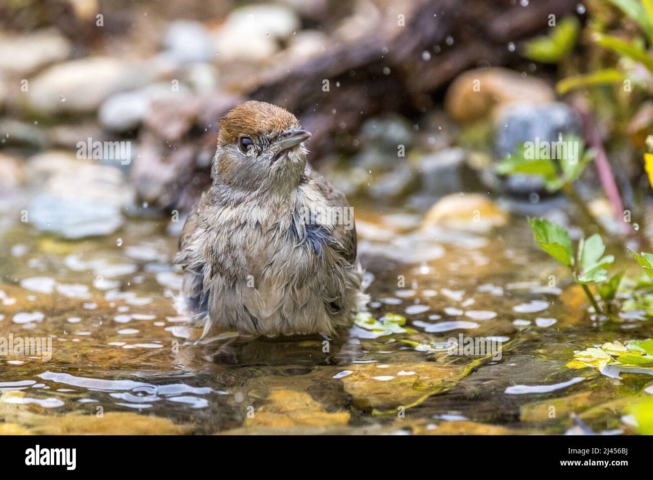 Sylvia atricapilla weiblich hi-res stock photography and images - Alamy