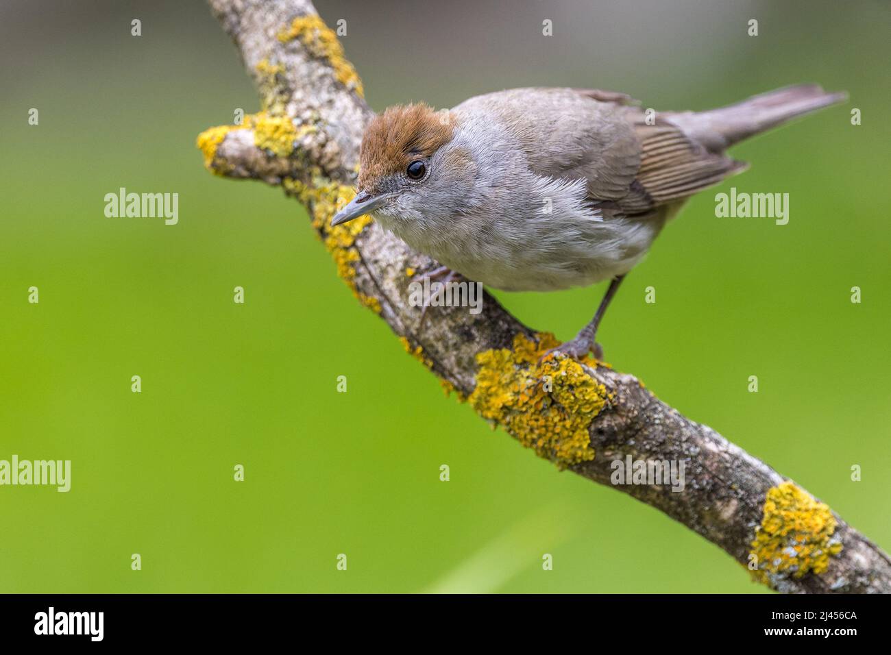 Sylvia atricapilla weiblich hi-res stock photography and images - Alamy