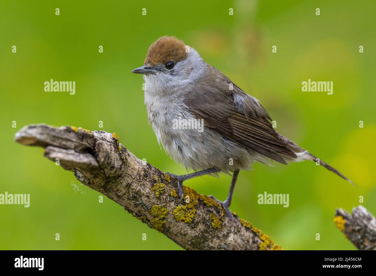 Sylvia atricapilla weiblich hi-res stock photography and images - Alamy