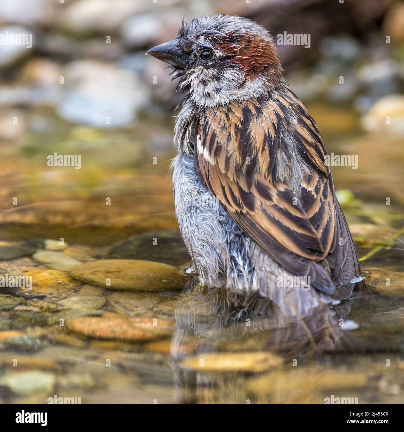 Haussperling (Passer domesticus) Männchen Stock Photo - Alamy