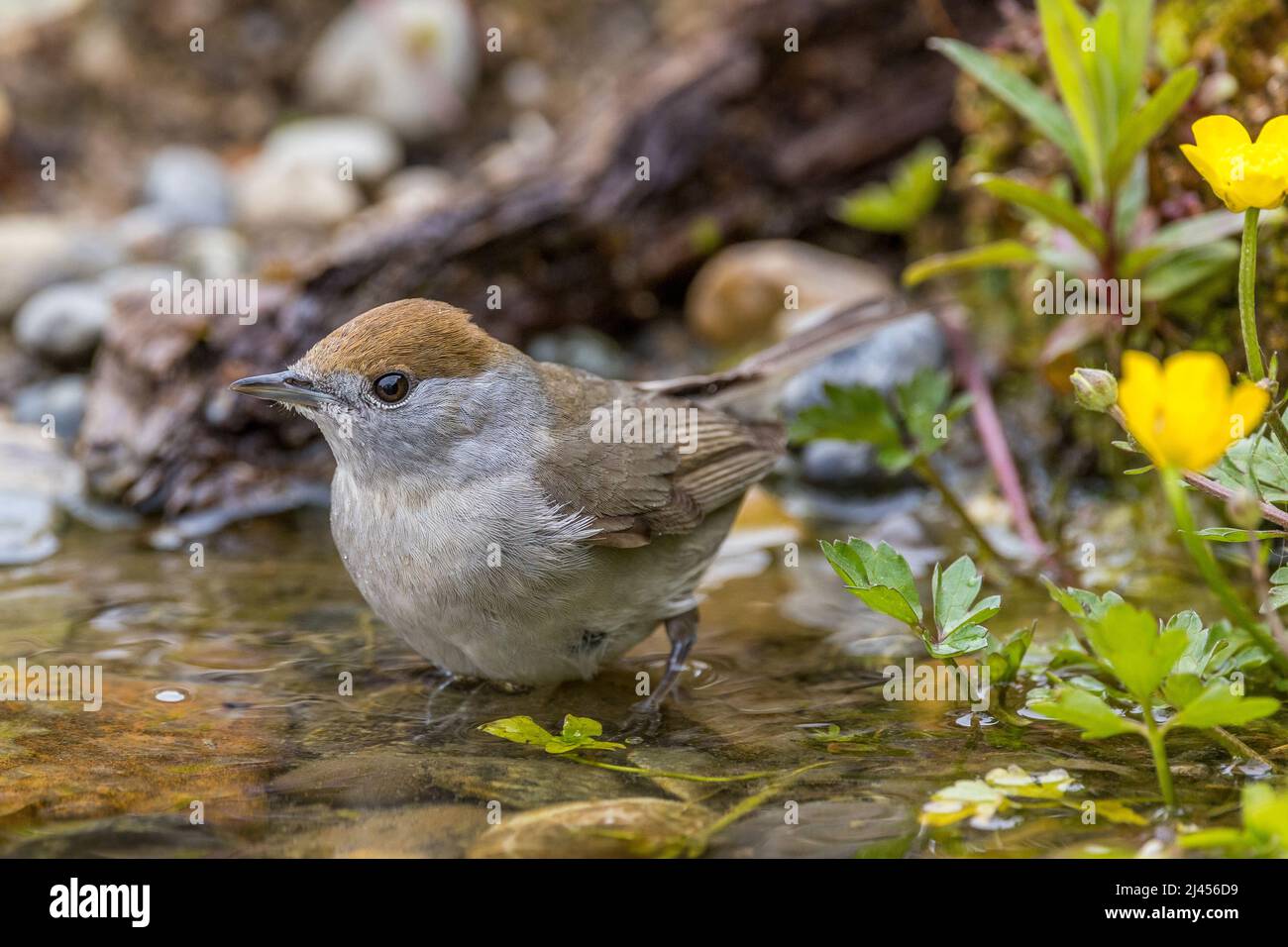 Sylvia atricapilla weiblich hi-res stock photography and images - Alamy