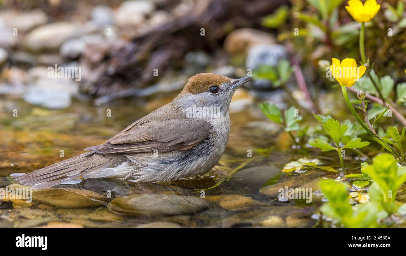 Sylvia atricapilla weiblich hi-res stock photography and images - Alamy