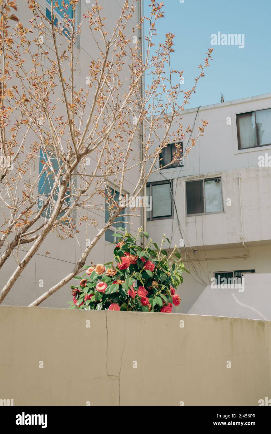 Haeundae city Haeridangil street old building in Busan, Korea Stock ...